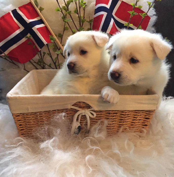 Avl og valper :: svenskhvitelghund.no